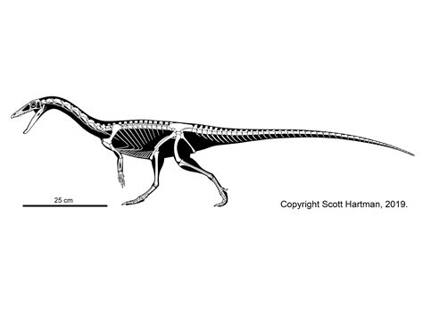Theropod Skeletal Reconstructionsdr Scott Hartmans Skeletal