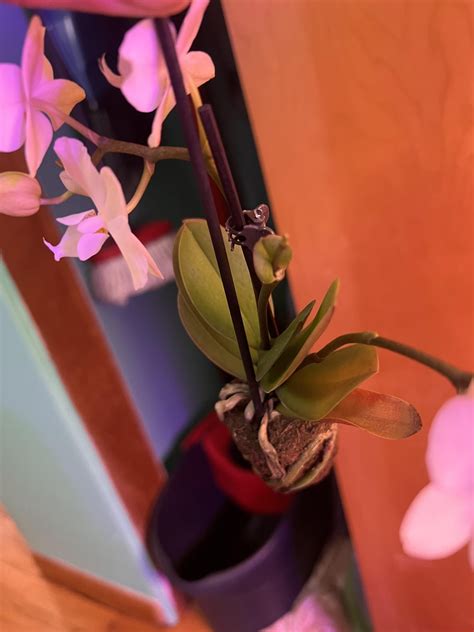 Help Me Save My Orchid Rplantclinic