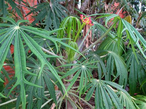Jatropha multifida - Изображение особи - Плантариум