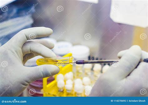 Bacterial Inoculation On A Culture Plate Using Inoculation Loop By Scientist Lab Technician In