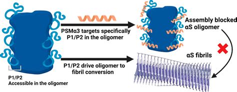 A Targetable N Terminal Motif Orchestrates α Synuclein Oligomer To