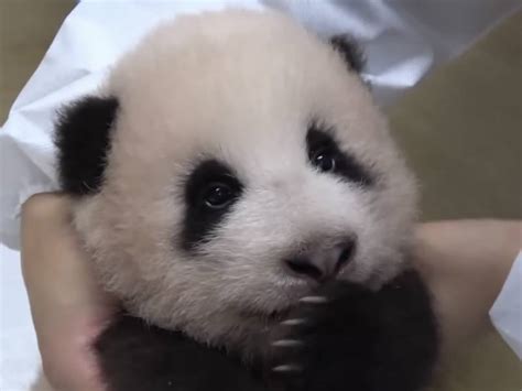 푸바오 귀여워서 미쳐미쳐 인스티즈 Instiz 일상 카테고리