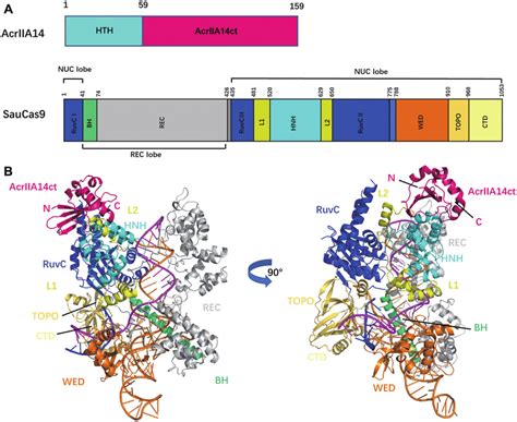 The Overall Structure Of Saucas9 Sgrna Acriia14ct Dsdna Complex A Download Scientific