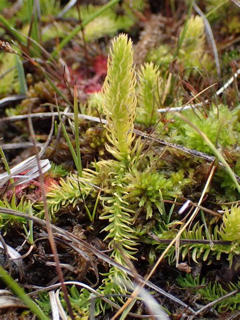 Lycopodiella Inundata Inundated Bog Clubmoss Humboldt Life Lost Coast Outpost Humboldt
