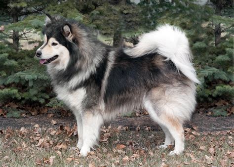Finnish Lapphund Puppies Rescue Pictures Information Temperament