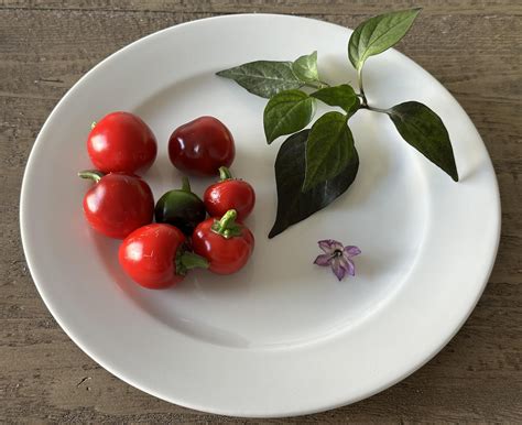 Pepper Breeding Experiment R Hotpeppers