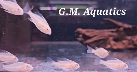 Albino Threadfin Acara 5 7cm £2995