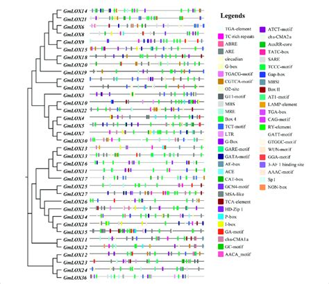 Analysis Of Cis Elements In The Promoters Of Gmlox Genes Note 2000 Bp