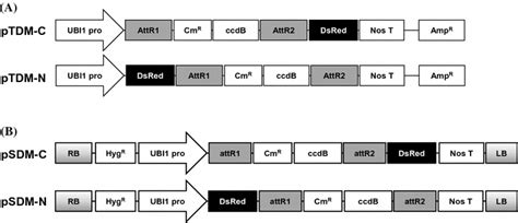 Schematic Representation Of The Dsred Based Gateway Compatible Cloning Download High