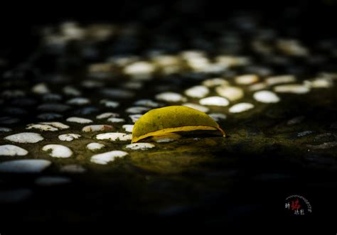 暗光下的落叶 洪湖的荷花 摄影图片生态摄影 醉猫摄影 太平洋电脑网摄影部落