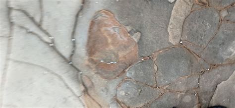 Fossil Clam As Big As An Adult R Fossils