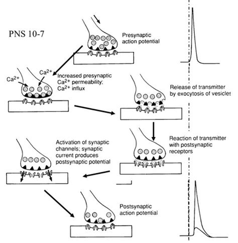 4 Synaptic Transmission Flashcards Quizlet