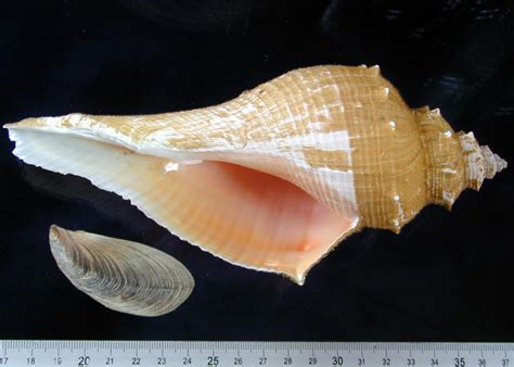27 テングニシ 土佐の海からー海の貝ー