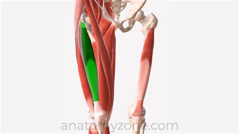 Vastus Intermedius Origin Insertion Action 3d Model 55 Off