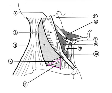 Triangles Part 2 Diagram Quizlet