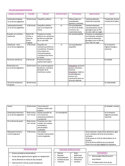 Phylum Sarcomastigophora Pdf Anatomía Enfermedades Y Trastornos