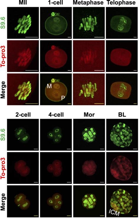 R Loops Persist Through The Pre Implantation Stage Embryo Download Scientific Diagram