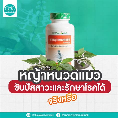 หญ้าหนวดแมว ขับปัสสาวะและรักษาโรคได้จริงหรือ หญ้าหนวดแมว 😸เป็นสมุนไพรพื้นบ้านแถบเอเชียตะวันออก