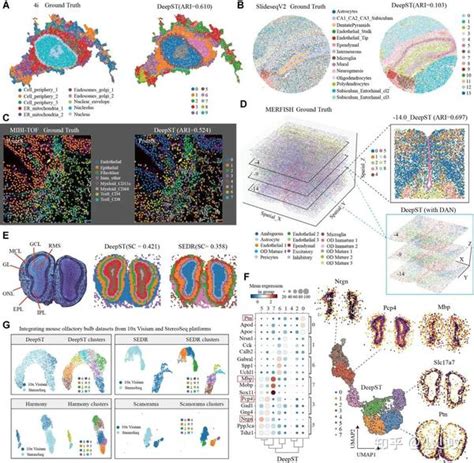 Bt × It Deepst：通过深度学习识别空间转录组学中的空间域 知乎