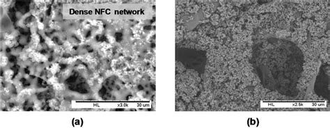 Scanning Electron Micrographs Of Filter Paper Dip Coated With