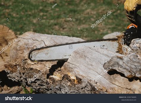 Outdoor Farm Labor Chainsaw Cutting Tree Stock Photo Shutterstock
