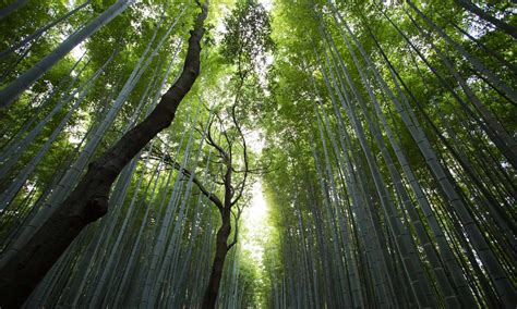 Understanding Microservices Architecture A New Era Of Software Design