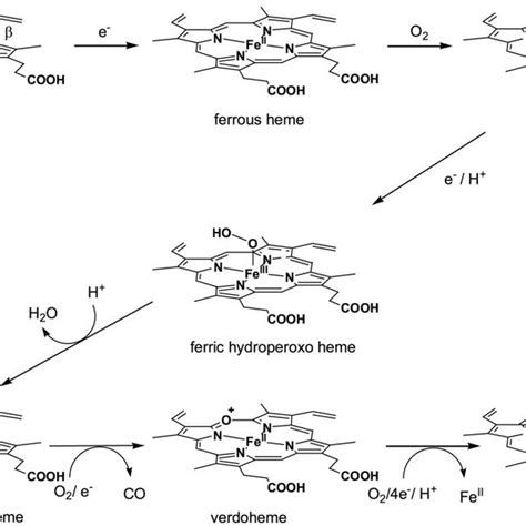 Structure Of The Oxygen Binding Site The Final A Weighted 2F O F C Download Scientific