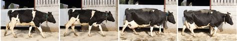 Mobility Scoring How To Score Your Cows Ahdb
