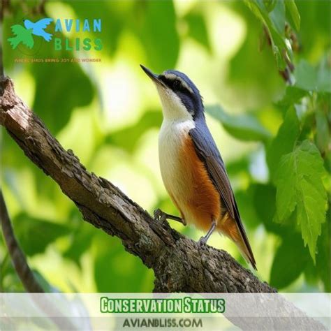 Purple Finch The Ultimate Guide To Identification Range Habitat And