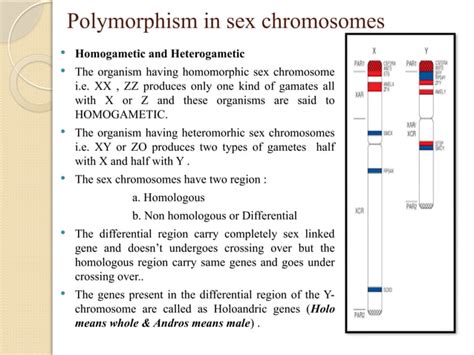 Sex Chromosomes And Their Role In Sex Determination PPTX