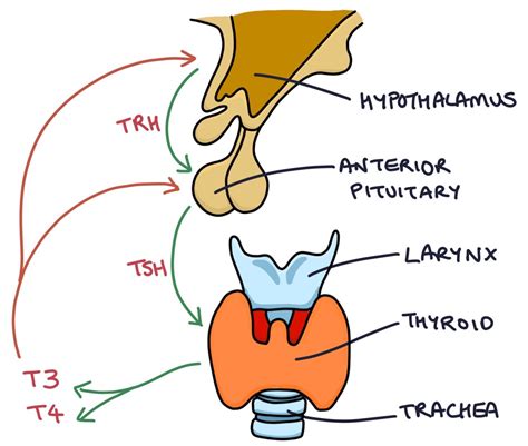 Hormone Axis Physiology Zero To Finals