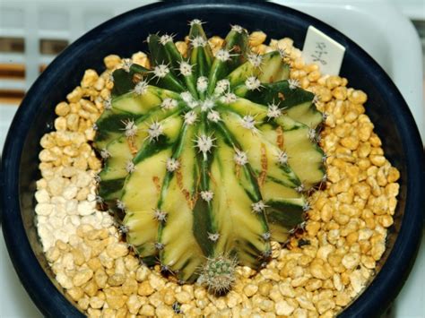 Cometのサボテン栽培日記 仔吹き出した世界の図