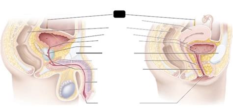 Organs Of Male Female Urinary System Flashcards Quizlet