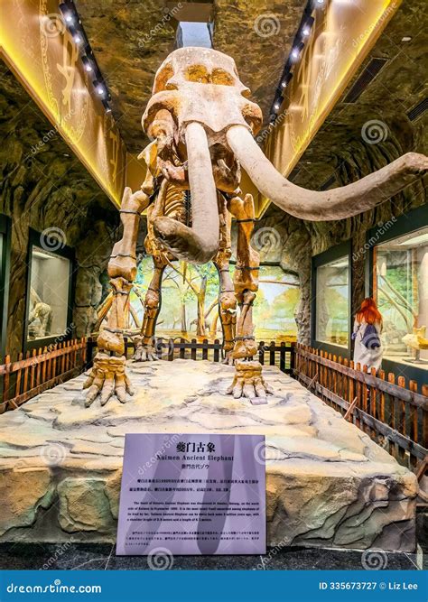 Kuimen Ancient Elephant Fossil In Museum Fengjie China Editorial