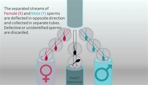 Sex Sorted Semen Is A Game Changer For The Livestock Industry AgriOrbit