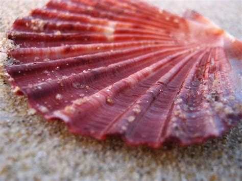 Red Shell By Raining Symphony On Deviantart