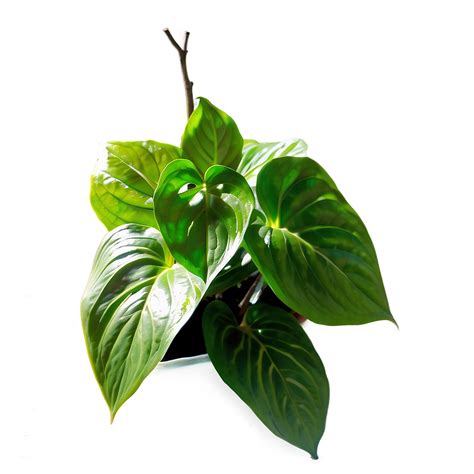 [100 ] Pothos Png Images