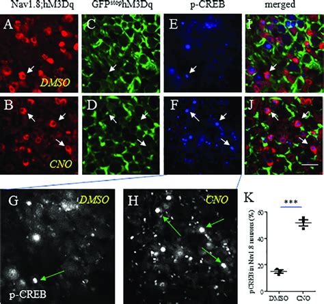 Nav18 Cre Driven Dreadd Based Activation Of Drg Neurons Cre Based