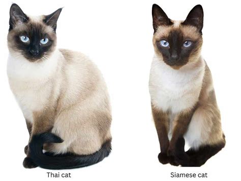 Siamese Cats Explained Cat Explore