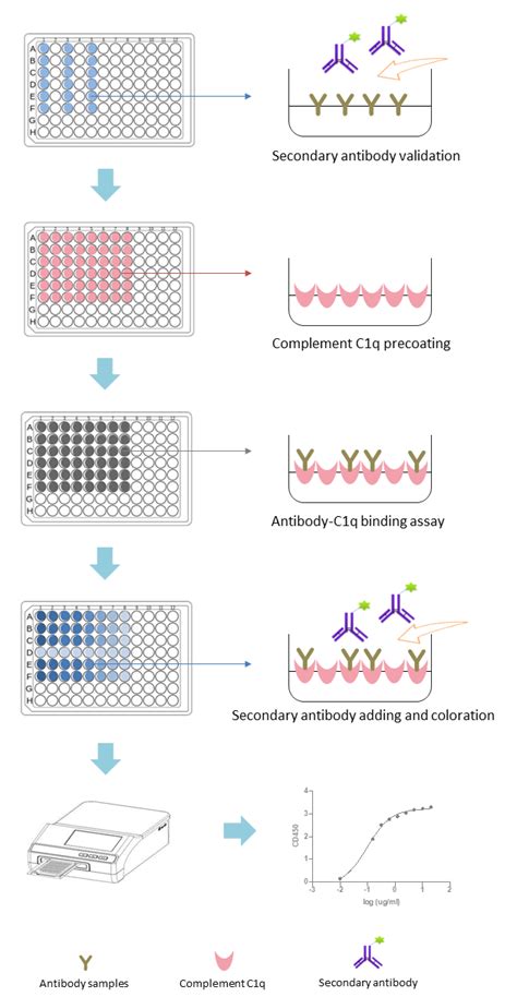 Complement Dependent Cytotoxicity Cdc Creative Biolabs Complement