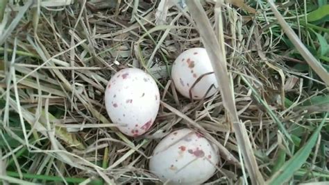 Itlog Ng Ibon Youtube