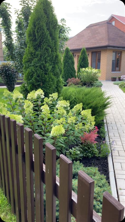 Хоста всегда отличалась в моем саду неприхотливостью Но чтобы получить более густую листву ну