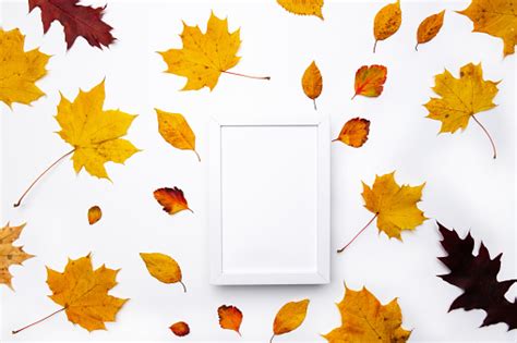 가을 배경입니다 잎 단풍 나무는 흰색 배경에 나뭇잎 플랫 레이 상단 보기 계절 프로모션 및 할인을 위한 공간을 복사합니다 0명에 대한 스톡 사진 및 기타 이미지 Istock