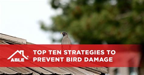 Top Ten Strategies To Prevent Bird Damage Able Roofing