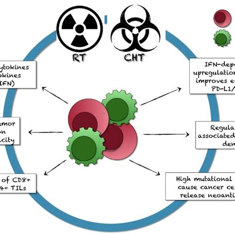 Syngeneic Mouse Models Of Prostate Cancer Download Scientific Diagram