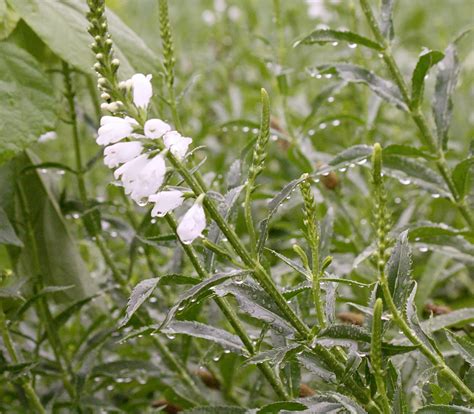 Knit Click And Stir Tiny Dancers A Yarn About Bugs