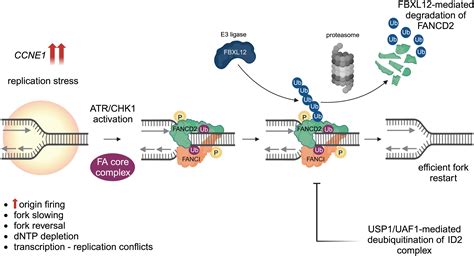 Fork Restart Unloading Fancd2 To Travel Ahead Molecular Cell