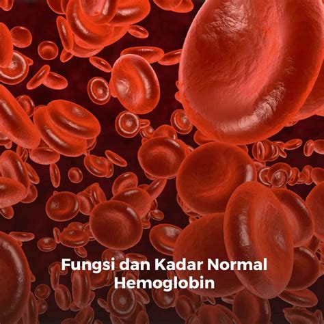 Fungsi Dan Kadar Normal Hemoglobin Dunia Pendidik