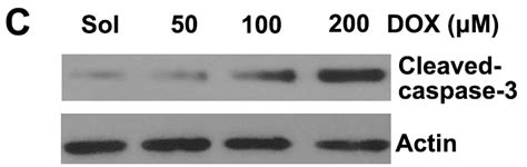 Dox Induced Mitochondrial Translocation Of Bax Cytochrome C Release