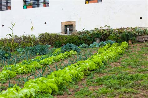 Rows Of Fresh Green Cabbage Before Harvesting In The Garden Stock Image Image Of Harvest